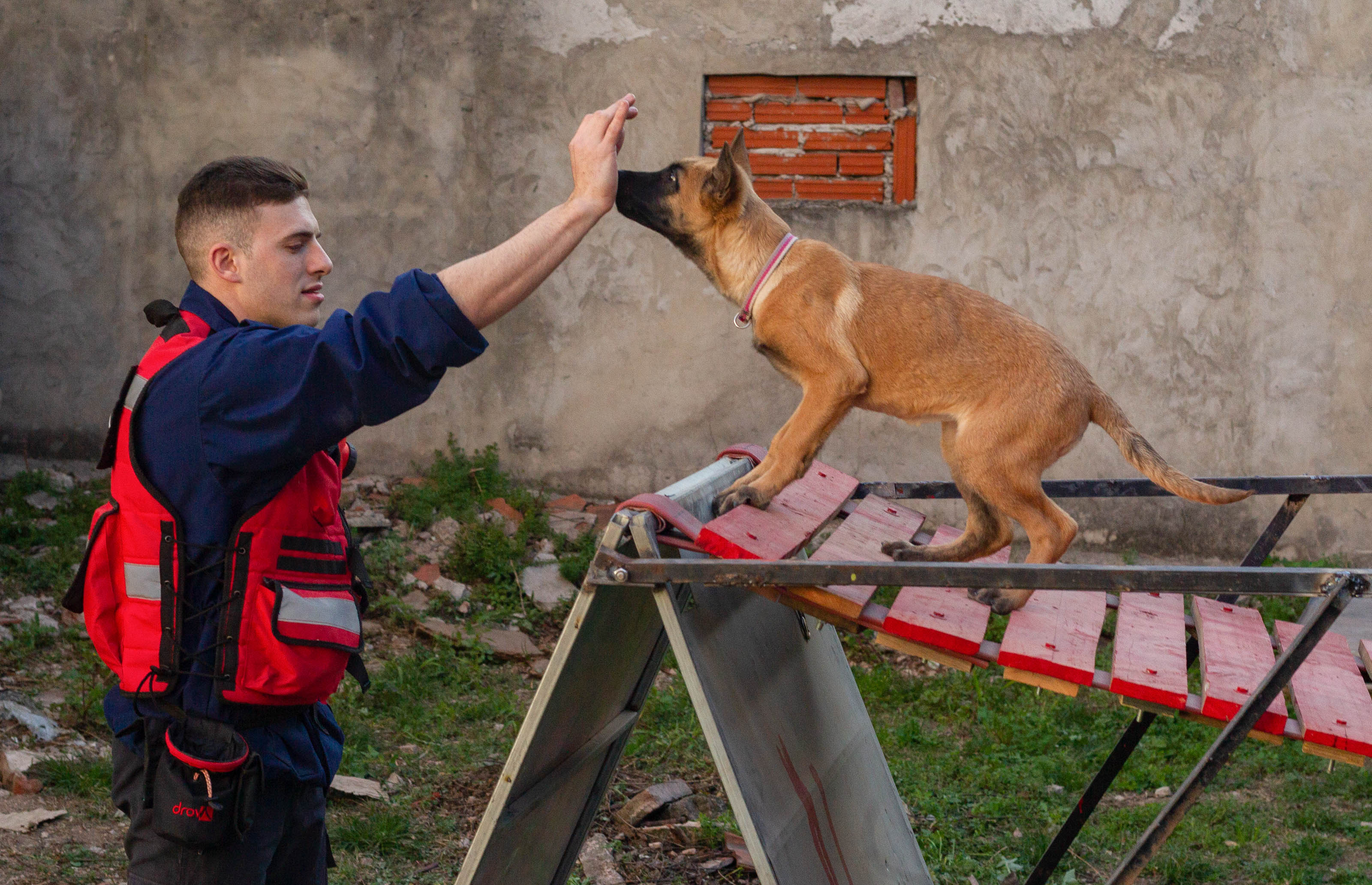 Unidad canina de rescate: el entrenamiento de los súper perros que ...