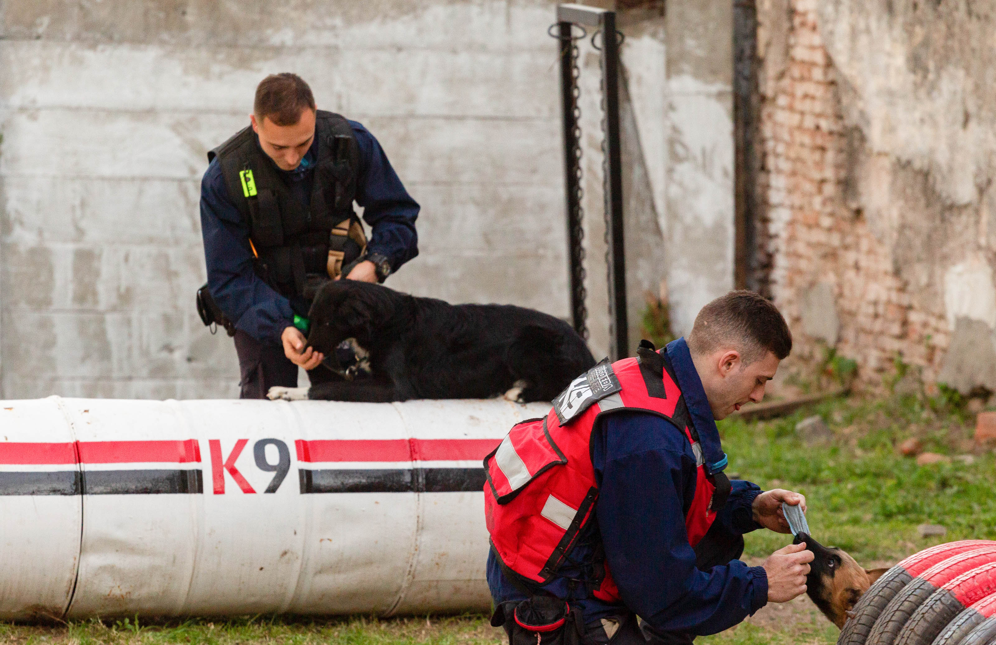 Unidad canina de rescate: el entrenamiento de los súper perros que ...