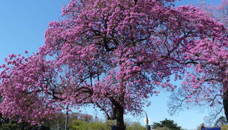 Lapacho rosado | Buenos Aires Ciudad - Gobierno de la Ciudad Autónoma ...