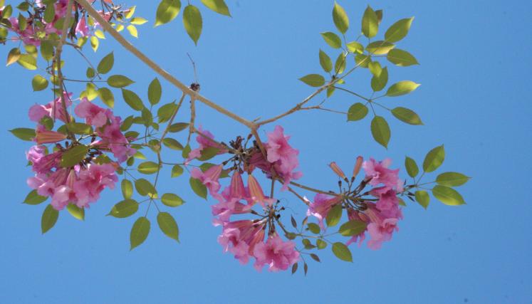 Lapacho rosado | Buenos Aires Ciudad - Gobierno de la Ciudad Autónoma ...