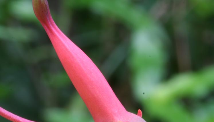 Flor de pitito | Buenos Aires Ciudad - Gobierno de la Ciudad Autónoma ...