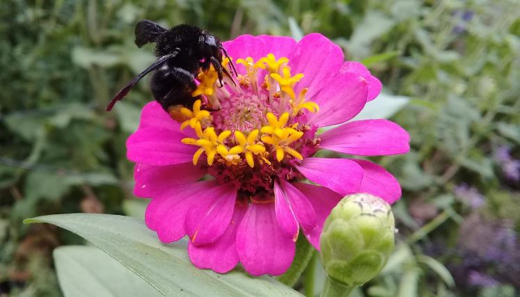 Herbáceas | Buenos Aires Ciudad - Gobierno de la Ciudad Autónoma de ...