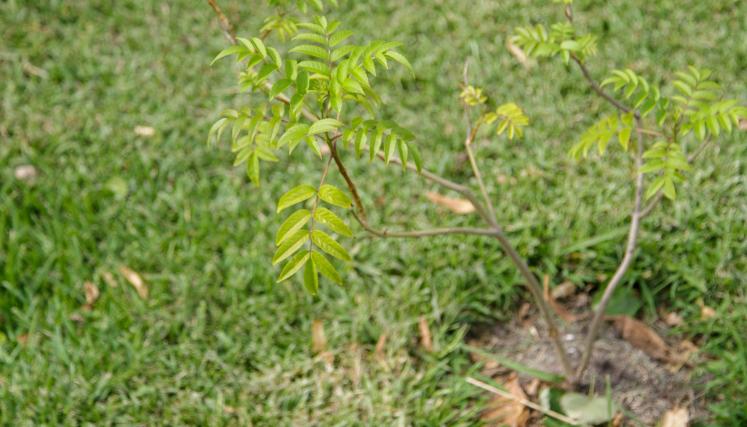 Guaran | Buenos Aires Ciudad - Gobierno de la Ciudad Autónoma de Buenos ...